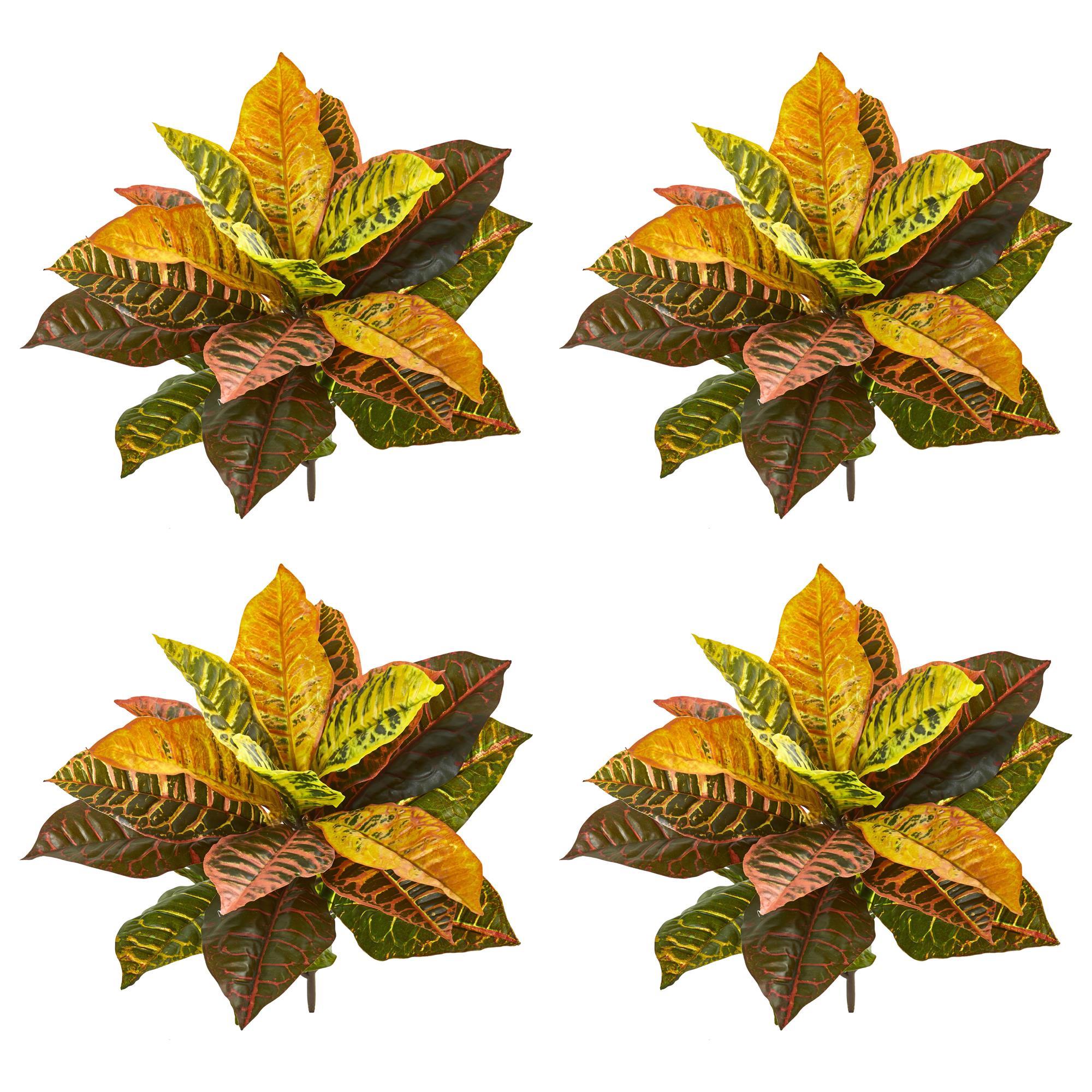 Different Types Of Croton Plants